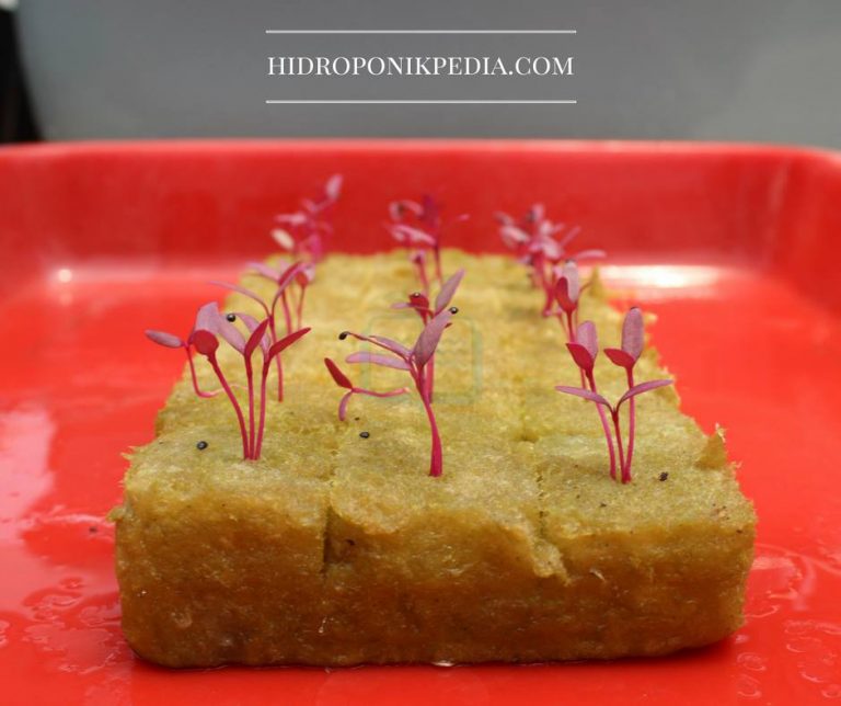 Cara Menanam Bayam Merah Hidroponik - HIDROPONIKPEDIA