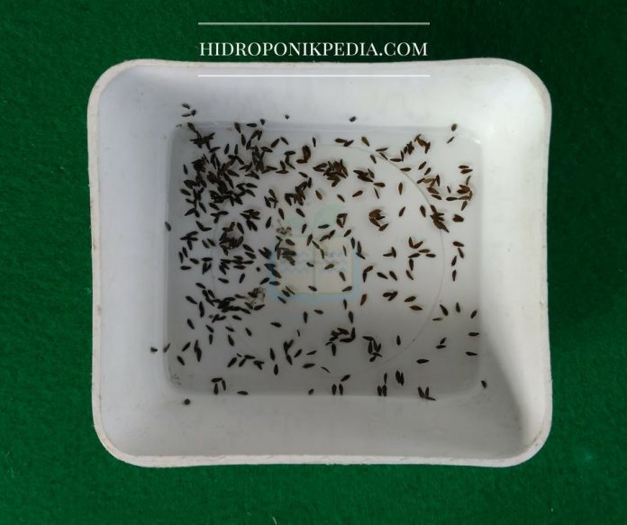 Cara Menanam Selada Hidroponik - HIDROPONIKPEDIA
