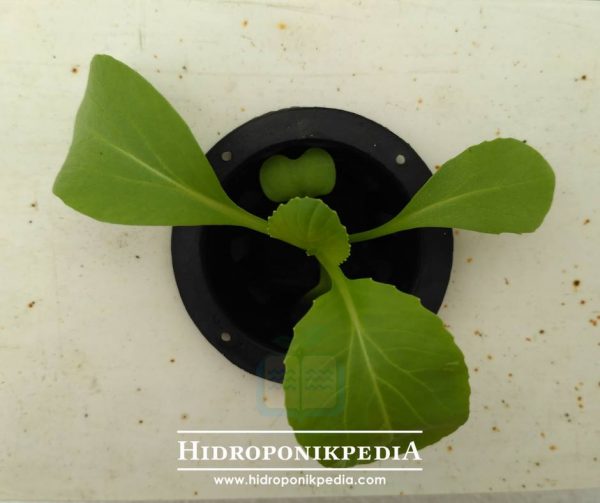 Cara Menanam Pak Choy Hidroponik - HIDROPONIKPEDIA