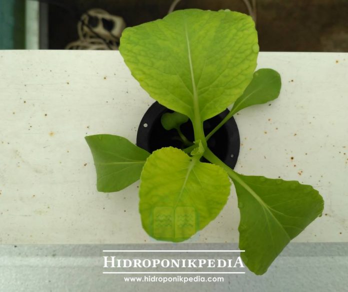 Cara Menanam Pak Choy Hidroponik - HIDROPONIKPEDIA