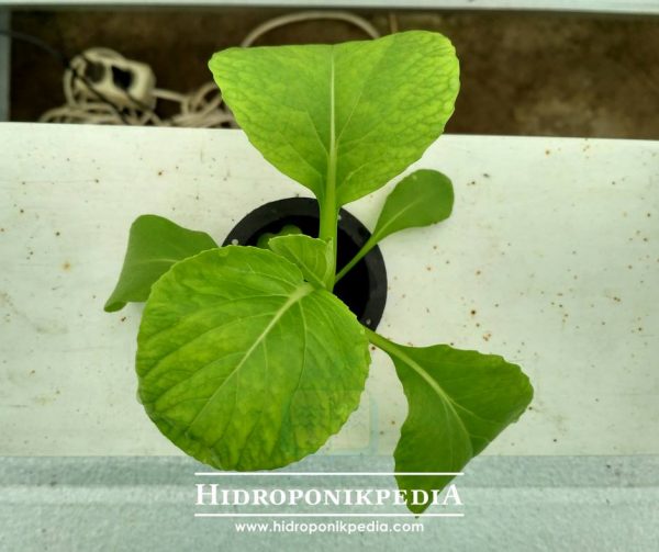 Cara Menanam Pak Choy Hidroponik - HIDROPONIKPEDIA