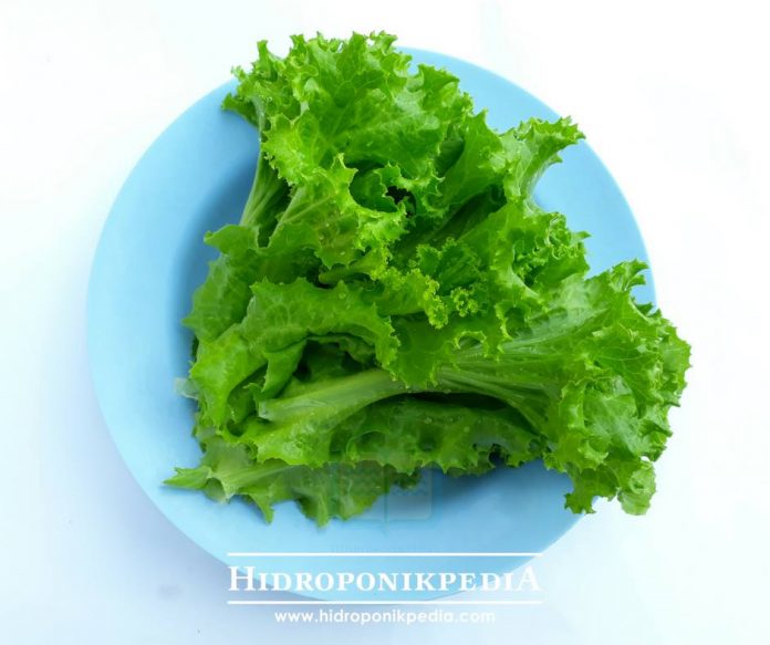 Tutorial Membuat Salad Sederhana - HIDROPONIKPEDIA