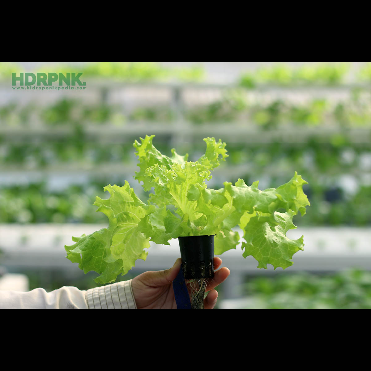 Inilah 10 Daftar Nama Selada Hidroponik - HIDROPONIKPEDIA