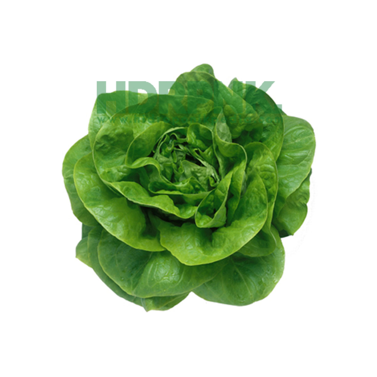 Inilah 10 Daftar Nama Selada Hidroponik - HIDROPONIKPEDIA