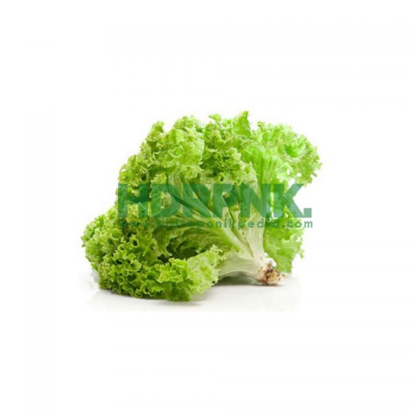 Inilah 10 Daftar Nama Selada Hidroponik - HIDROPONIKPEDIA