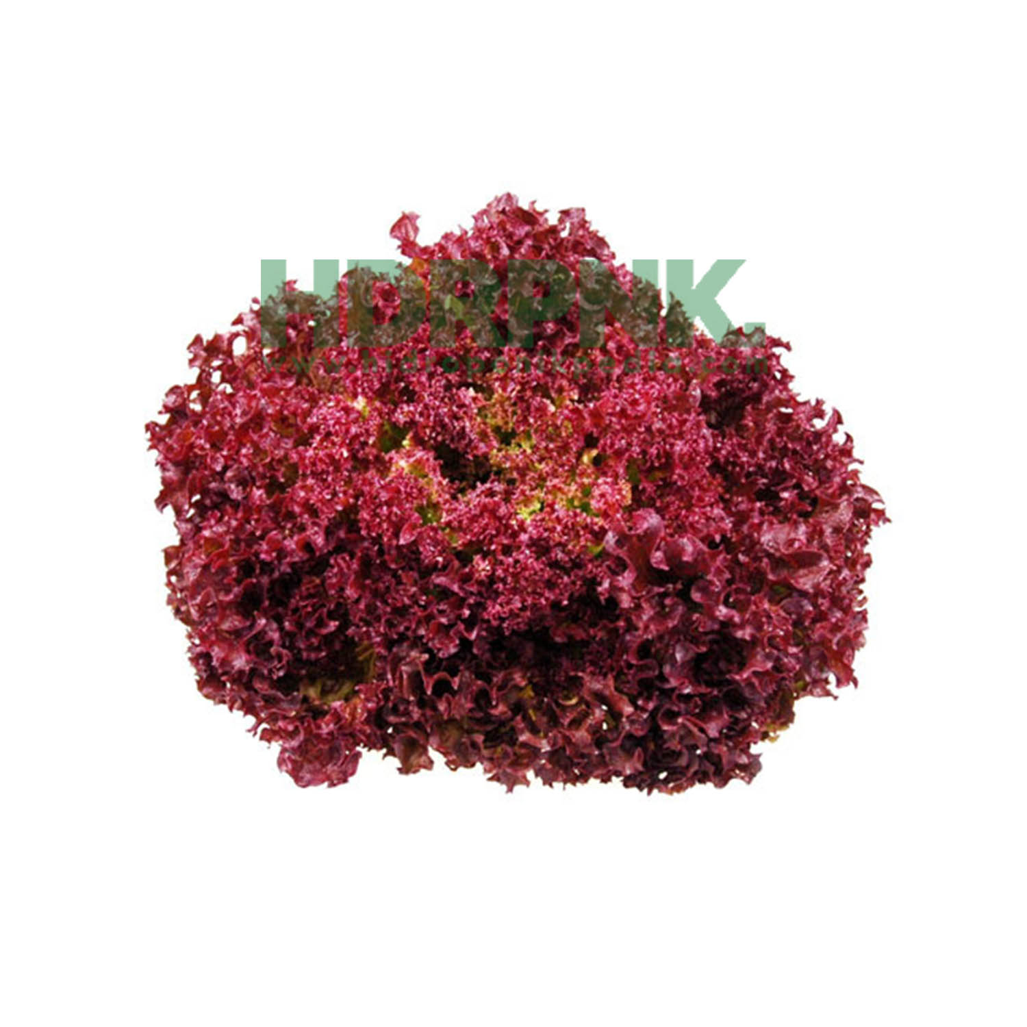 Inilah 10 Daftar Nama Selada Hidroponik - HIDROPONIKPEDIA