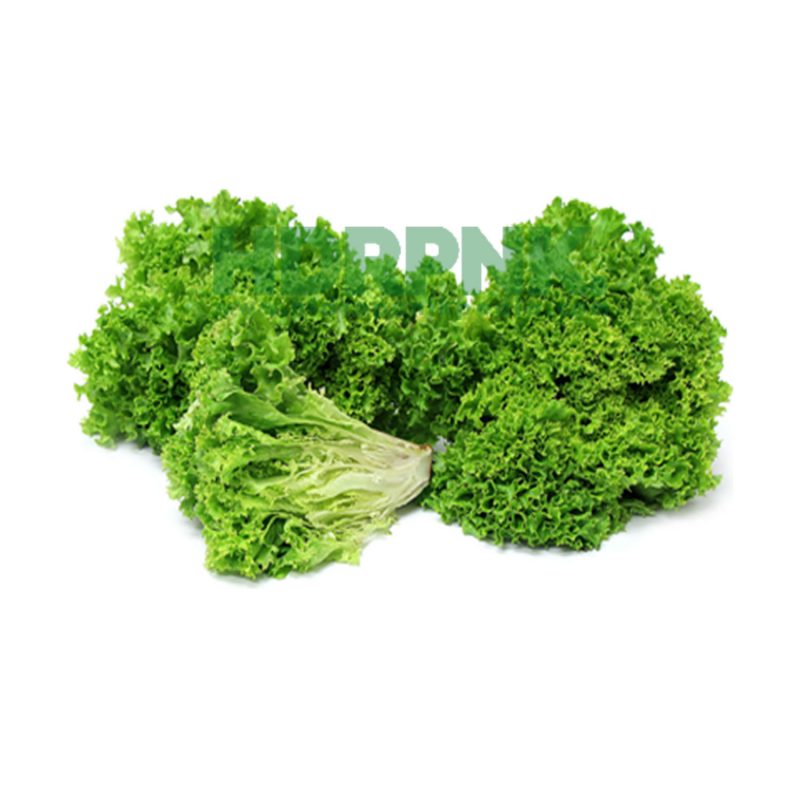 Inilah 10 Daftar Nama Selada Hidroponik - HIDROPONIKPEDIA