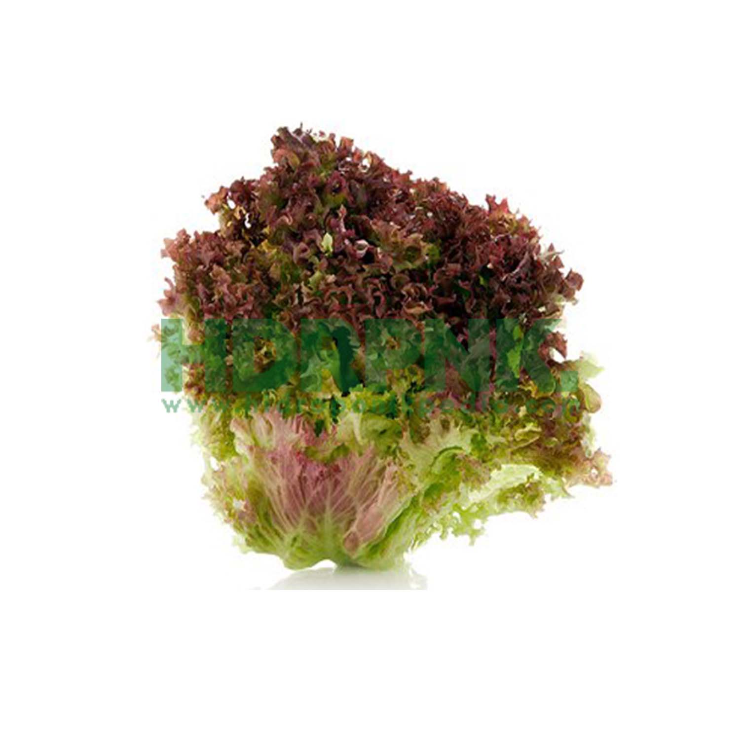 Inilah 10 Daftar Nama Selada Hidroponik - HIDROPONIKPEDIA