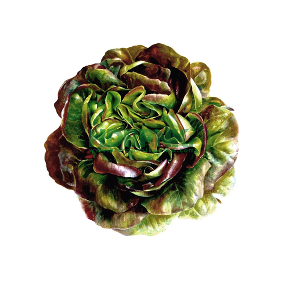 Inilah 10 Daftar Nama Selada Hidroponik - HIDROPONIKPEDIA