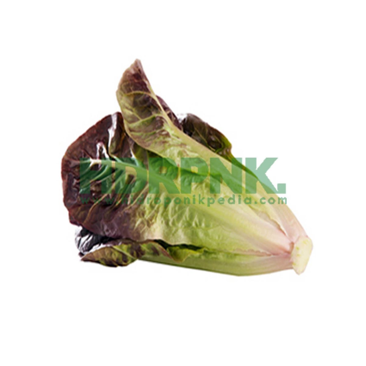 Inilah 10 Daftar Nama Selada Hidroponik - HIDROPONIKPEDIA