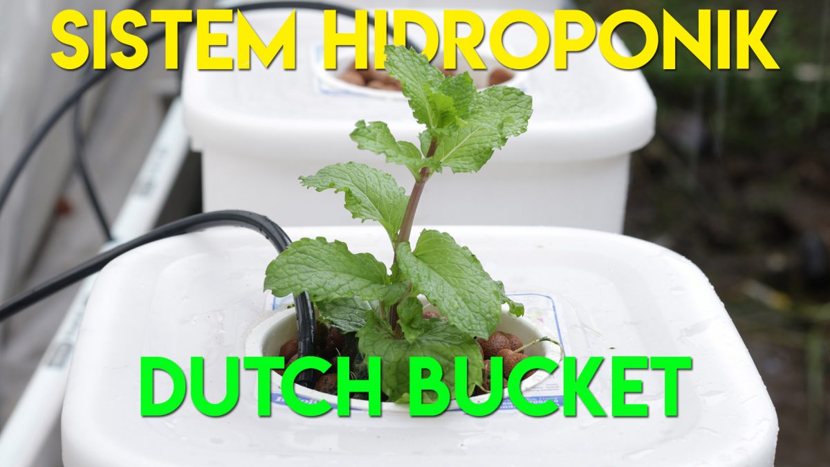 Cara Membuat Sistem Hidroponik Dutch Bucket - HIDROPONIKPEDIA