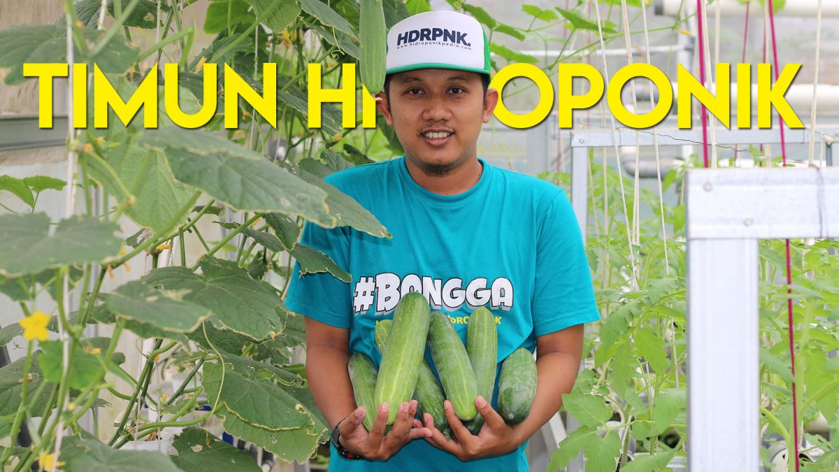 Cara Menanam Timun Hidroponik - HIDROPONIKPEDIA